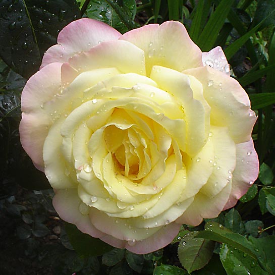 The Lazy Organic Rose Gardener | Growing gorgeous roses organically is ...