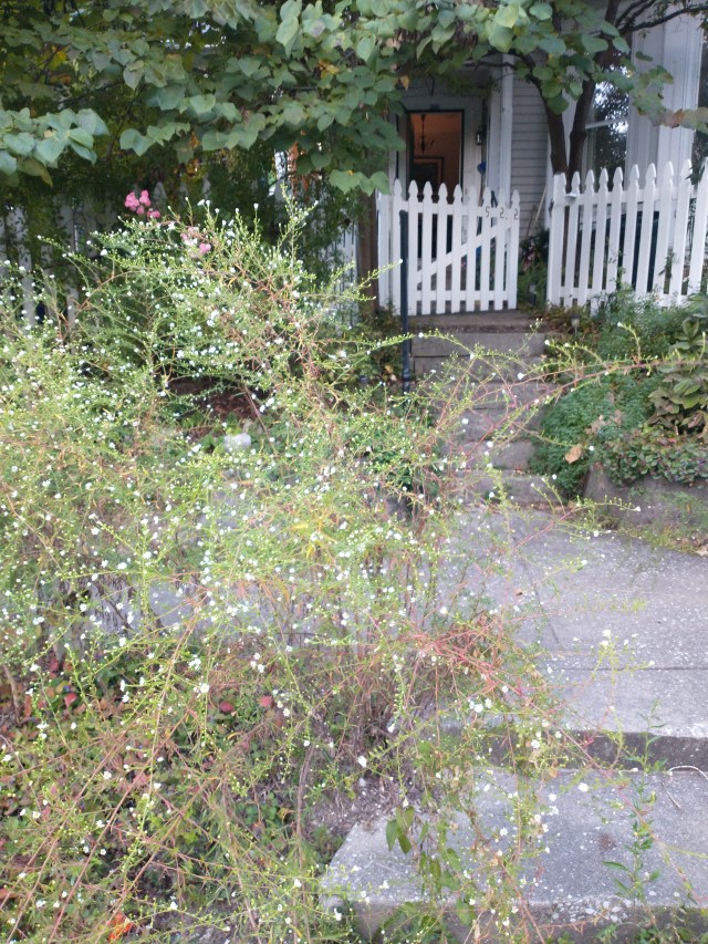 The Lazy Organic Rose Gardener | Growing gorgeous roses organically is ...